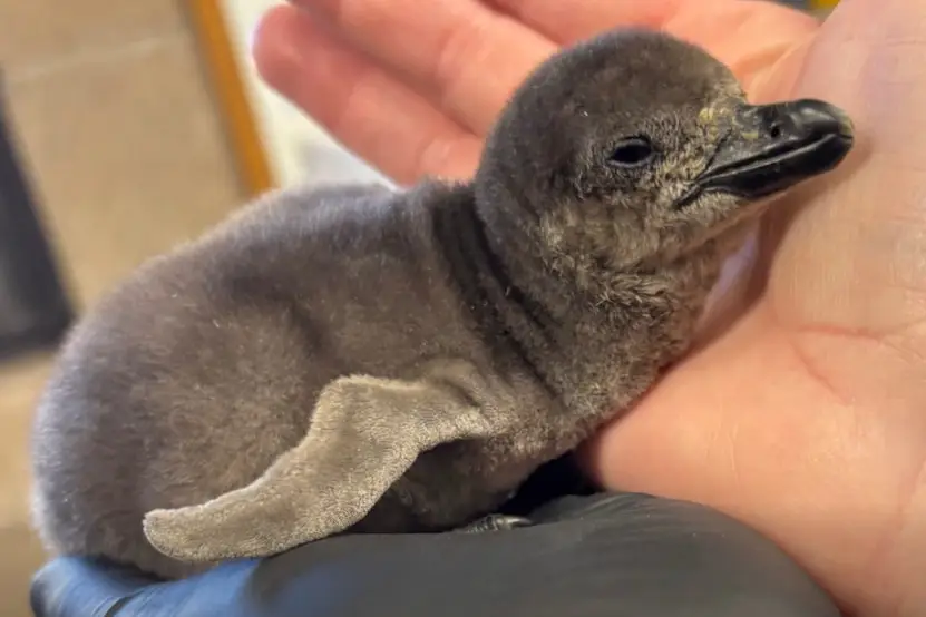 Tulsa Zoo announces hatching of 2 African penguin chicks - 102.3 KRMG