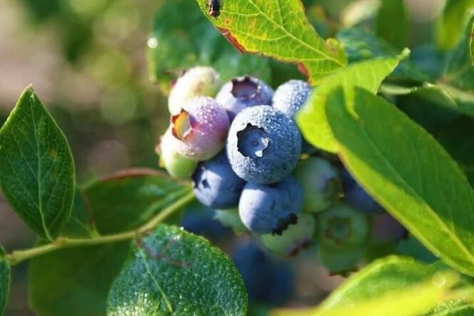 Berry picking season returns to Thunderbird Berry Farm in Broken Arrow ...